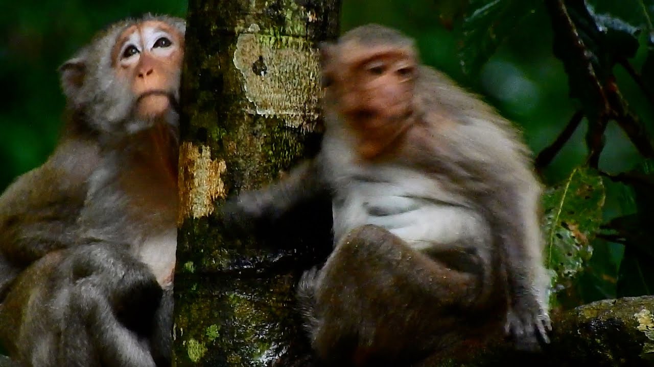 Jinx Fast Moving away From mom so scary moment - YouTube