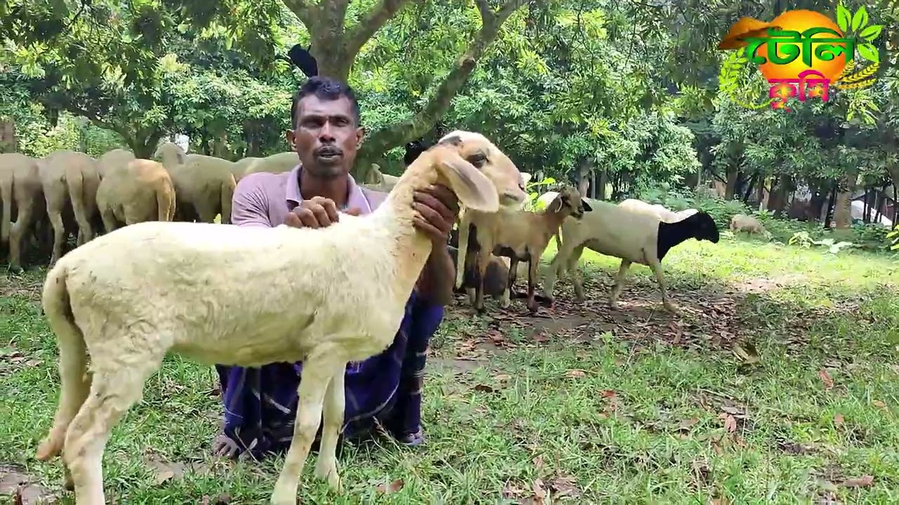 মাত্র ৮০০০ টাকায় কেমন প্রেগন্যান্ট গাড়ল পাওয়া যায়? | sheep farming ...