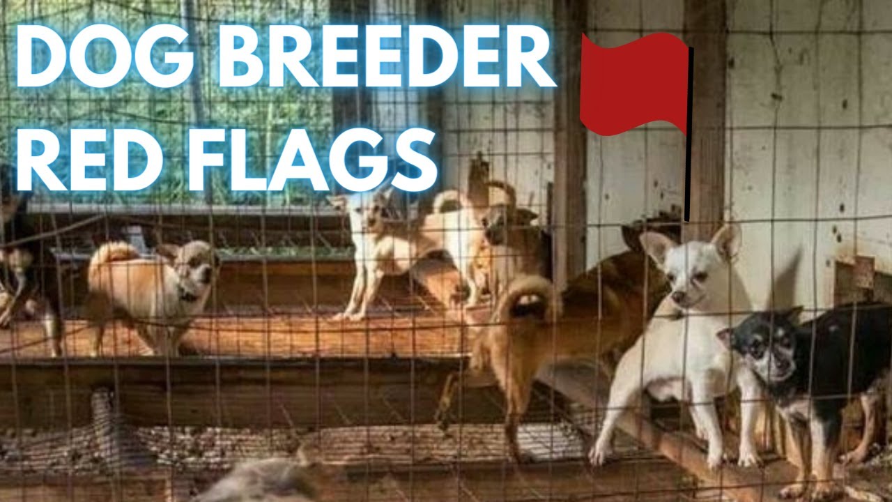 11 Red Flags You Should Watch Out For in a Dog Breeder - YouTube