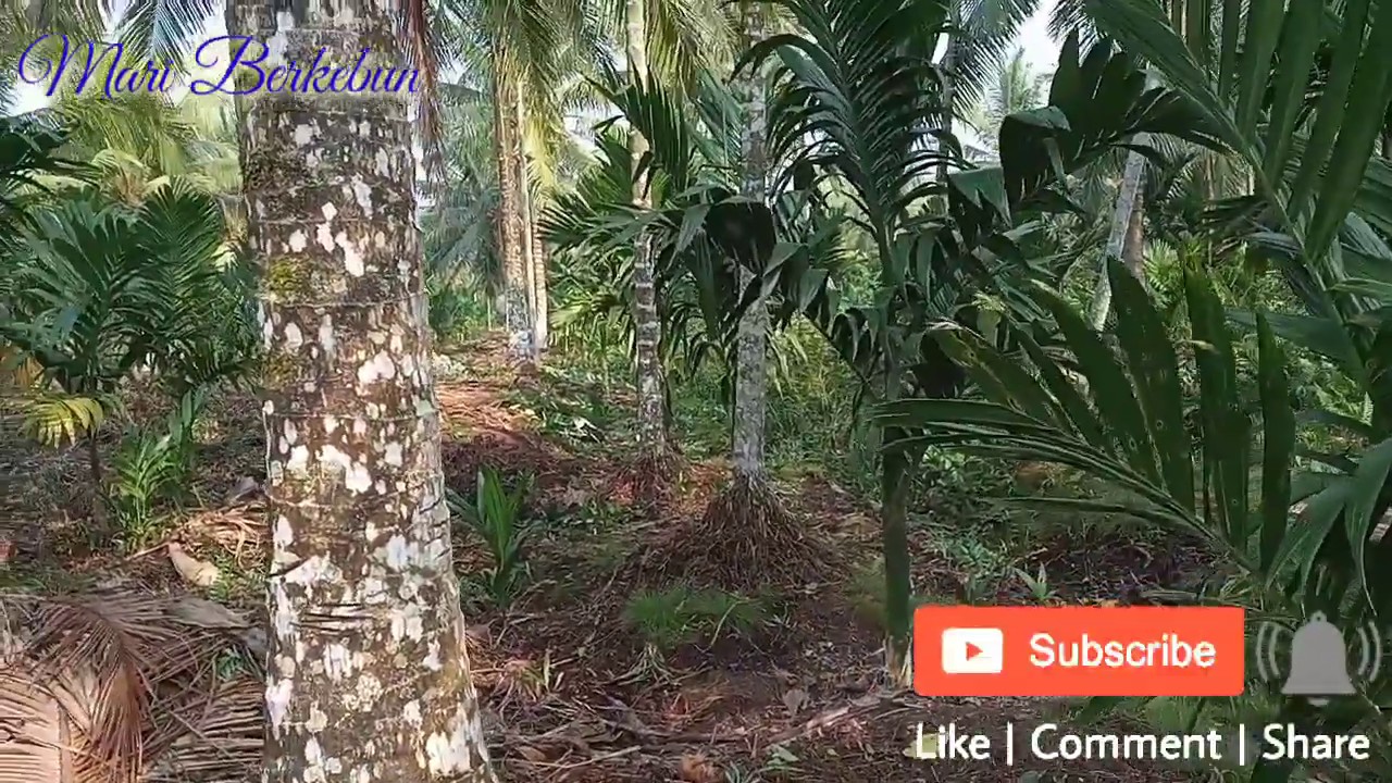 wajib nonton!!!Kebun pinang setelah musim penghujan tiba - YouTube