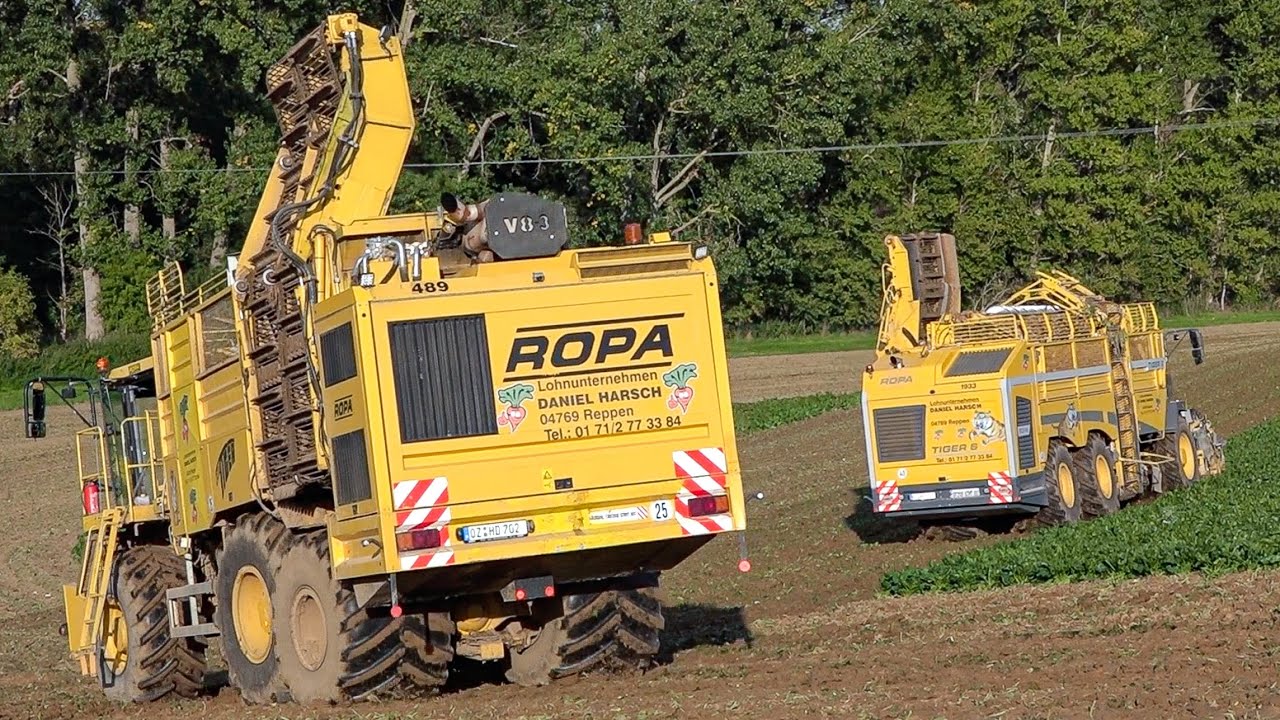 Ropa Tiger 6 + Eurotiger V8-3 Überladewagen bei der Rübenernte 2022 ...
