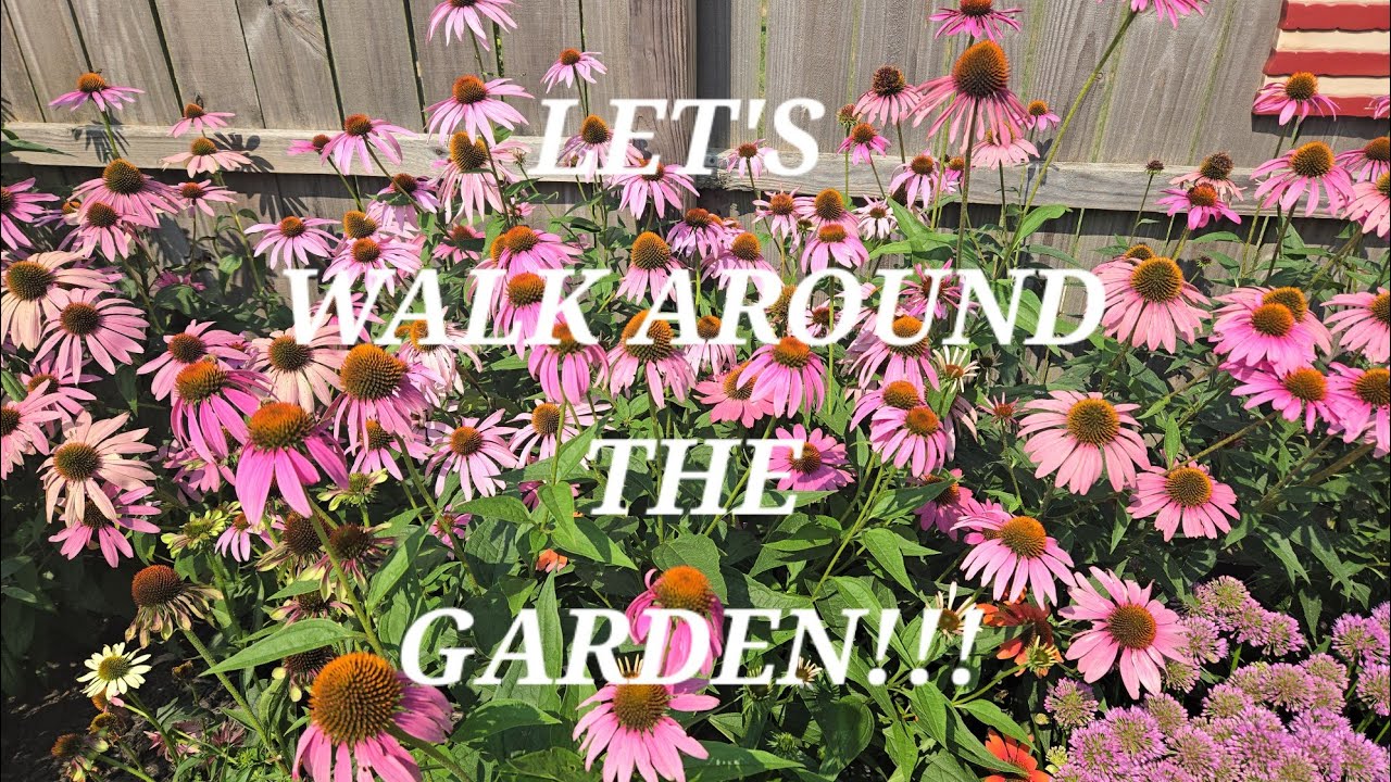 LET'S TAKE A WALK AROUND THE GARDEN!!! 🌸 7-27-24 🌸 LILLEYBUGGLANE 🌸 ...