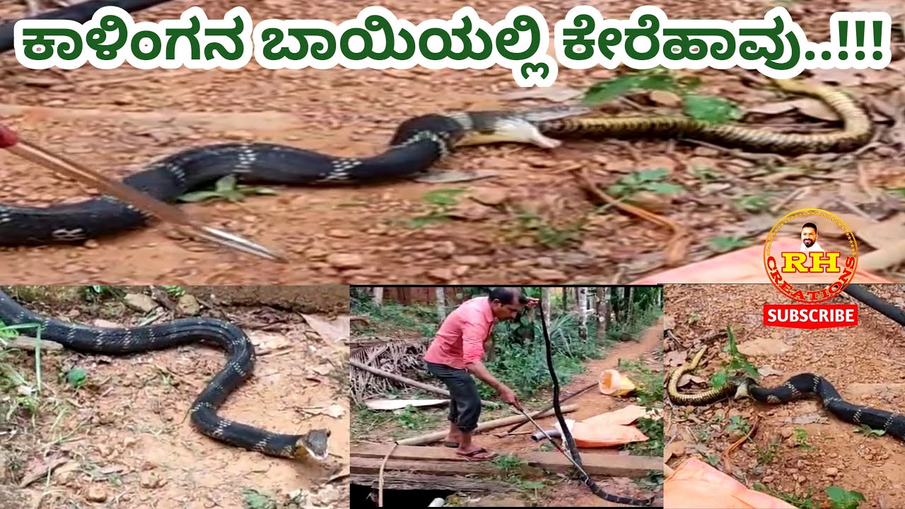 ಕಾಳಿಂಗನ ಹೊಟ್ಟೆಯಲ್ಲಿ ಕೇರೆಹಾವು..!!! | Carey snake in the stomach of ...