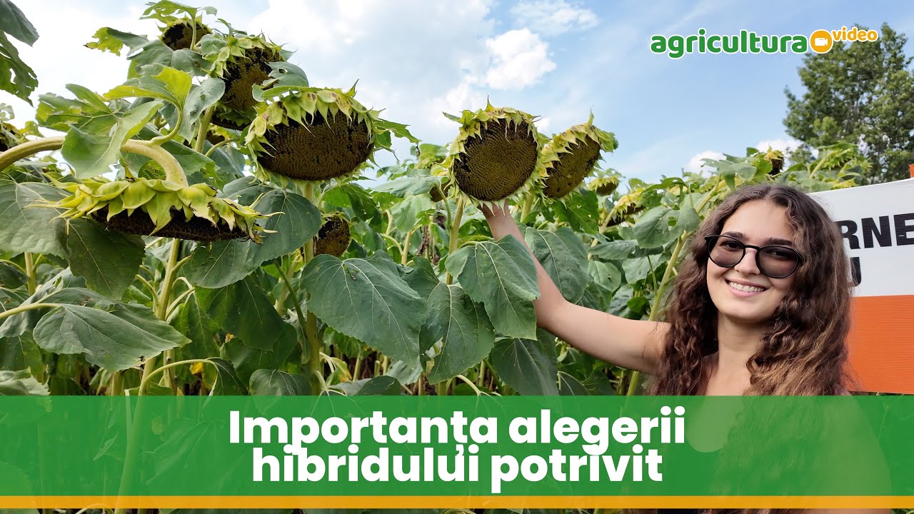 KWS Arnetes și KWS Suvex, evoluție foarte bună, cultivați lângă hibrizi ...