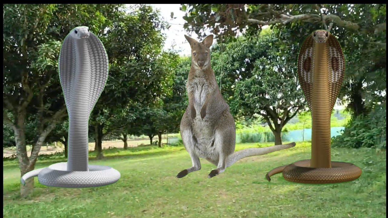 snake 🐍🐍 attack kangaroo 🦘🦘 #snake #kangaroo #dinosaur #hulk #chicken # ...