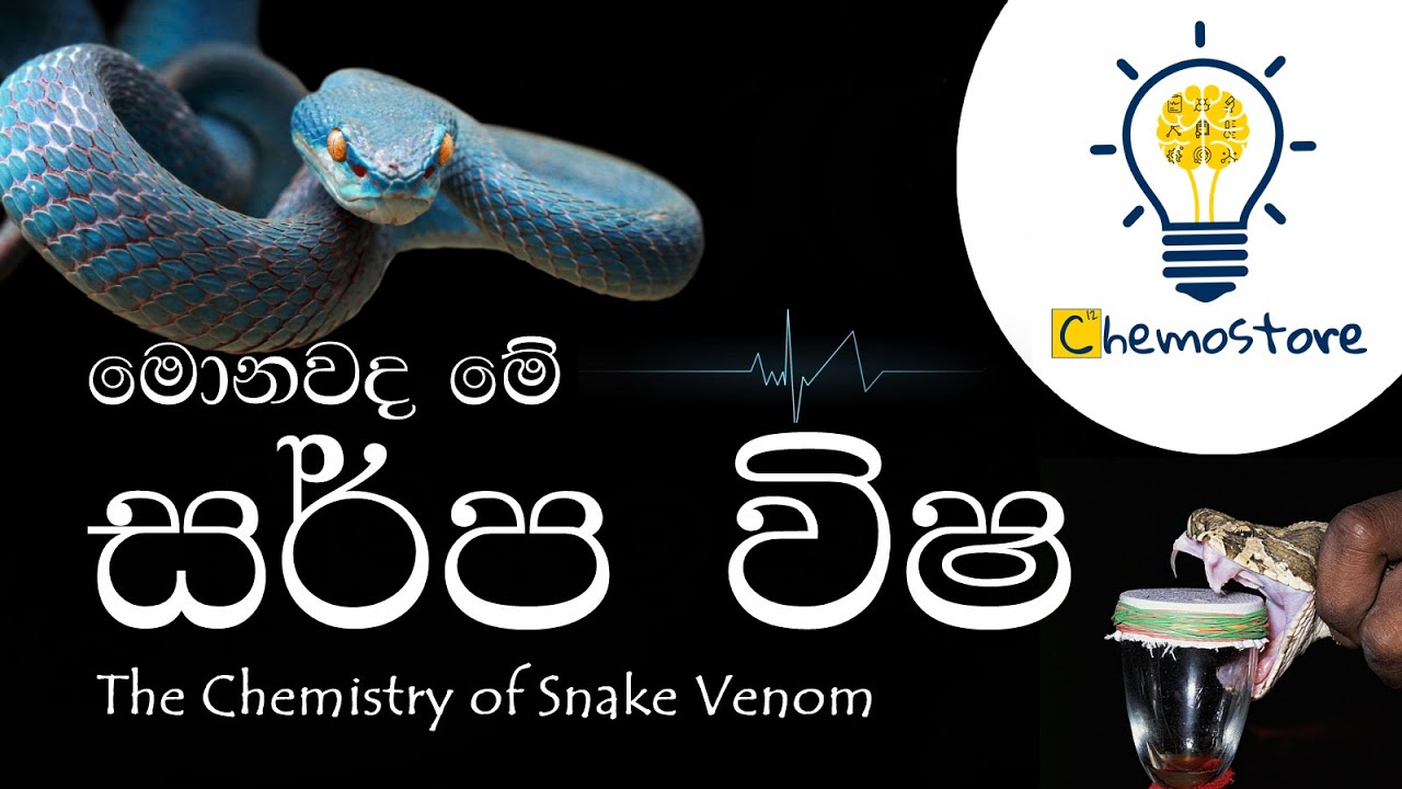 The Chemistry of Snake Venom | මොනවද මේ සර්ප විෂ | Chem Life 8 - YouTube