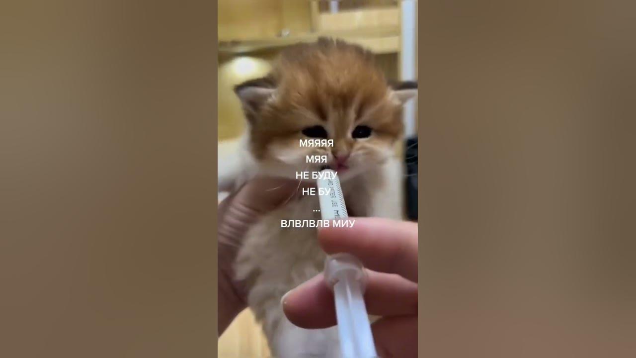 милый котик 🥰 Youtube