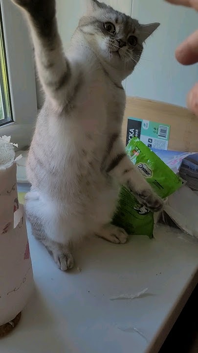 Бумажные полотенца в клочья - YouTube