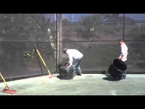 Iguana Tail Falls Off in Florida - YouTube
