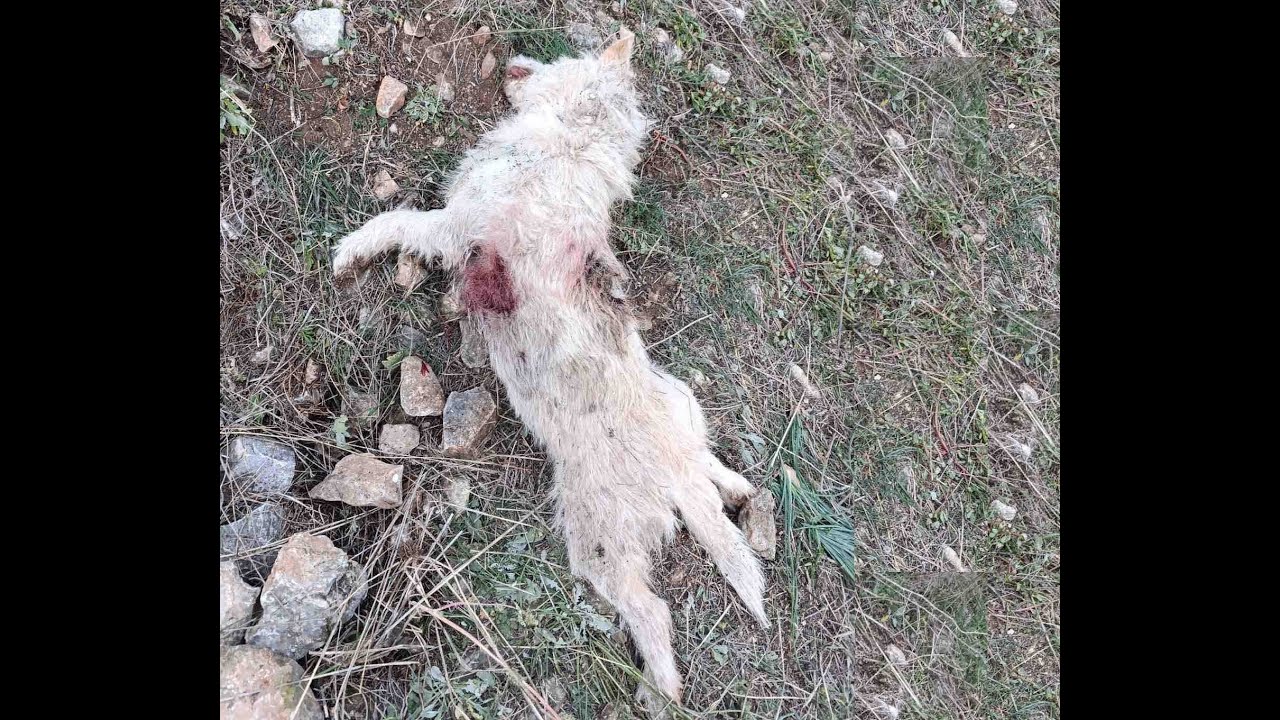 ΣΚΟΤΩΣΑΝ ΜΕ ΔΙΑΜΠΕΡΕΣ ΤΡΑΥΜΑ ΣΚΥΛΑΚΙ ΣΥΝΤΡΟΦΙΑΣ ΣΤΟ ΜΑΙΝΙΑΚΙ ΑΜΥΝΤΑΙΟΥ ...