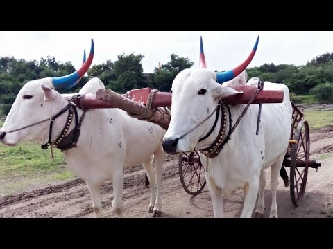 khillar || एक रंगी एक शिंगी एकाच मापाची नादखुळा बैल जोडी विक्री आहे ...