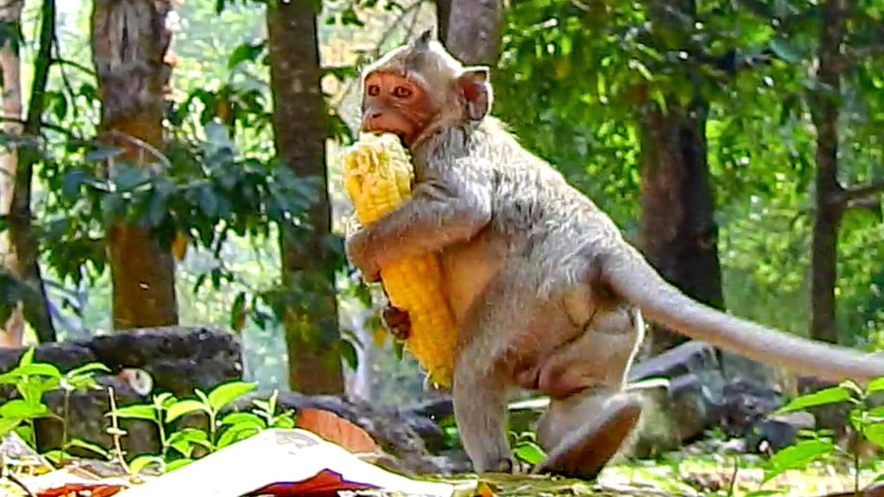 OMG..Br@t Jonna cheat the chance bring big corn escaping safe while ...