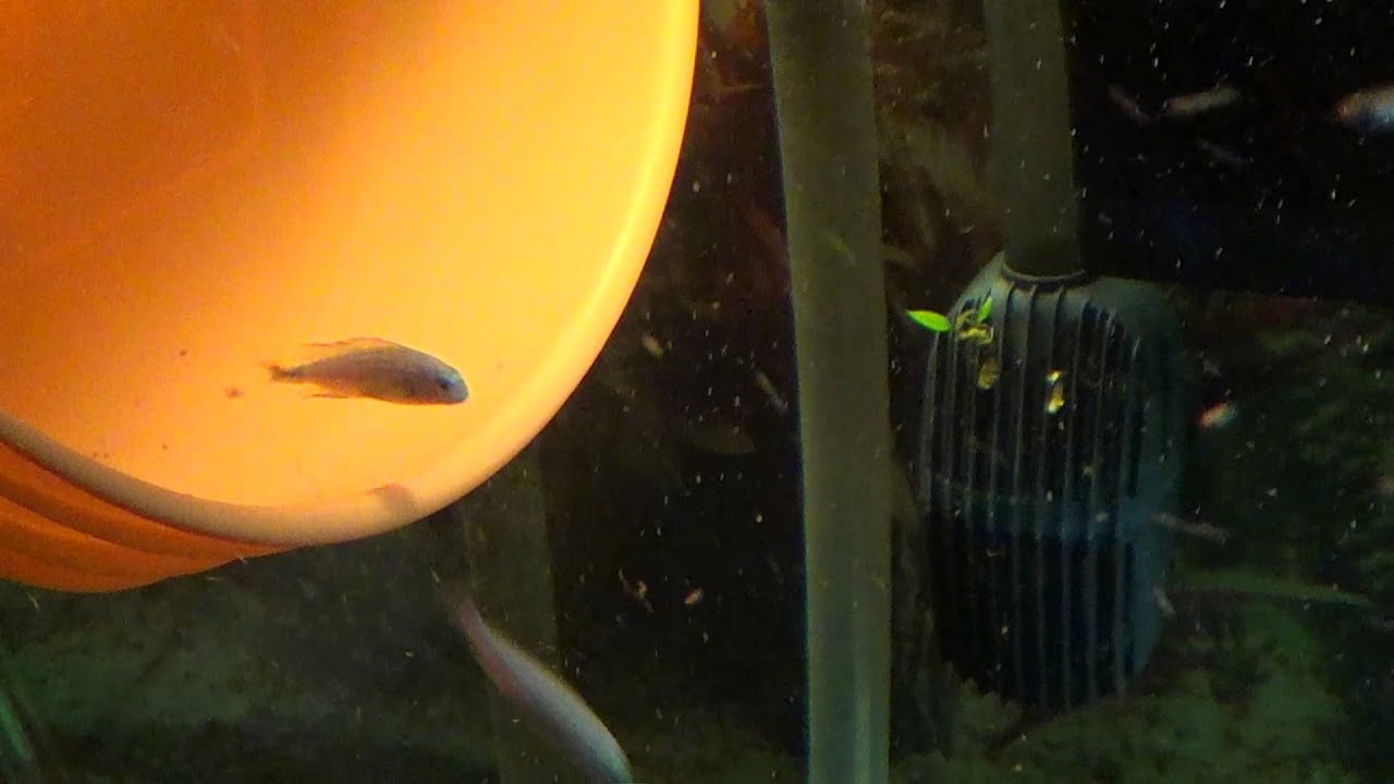 Green Murago Tropheus Moorii - YouTube