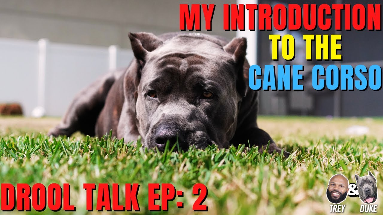 My Introduction To The Cane Corso - YouTube