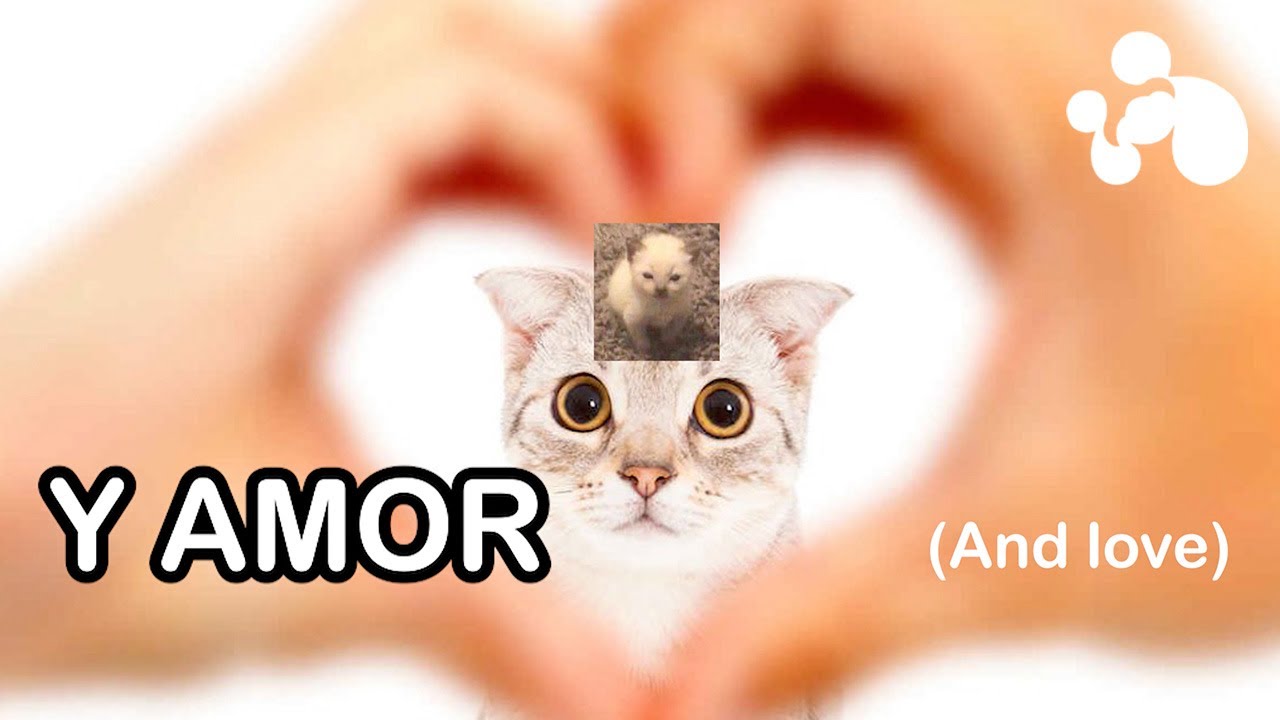 GATITO AGRADECIDO (GRATEFUL KITTEN) | Song for Kids to learn SPANISH ...