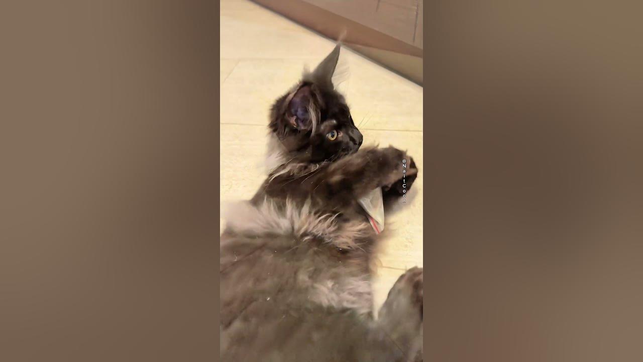 When you find catnip - and the party begins!🌿#kitten #cute #mainecoon #catlover #funnycats # ...