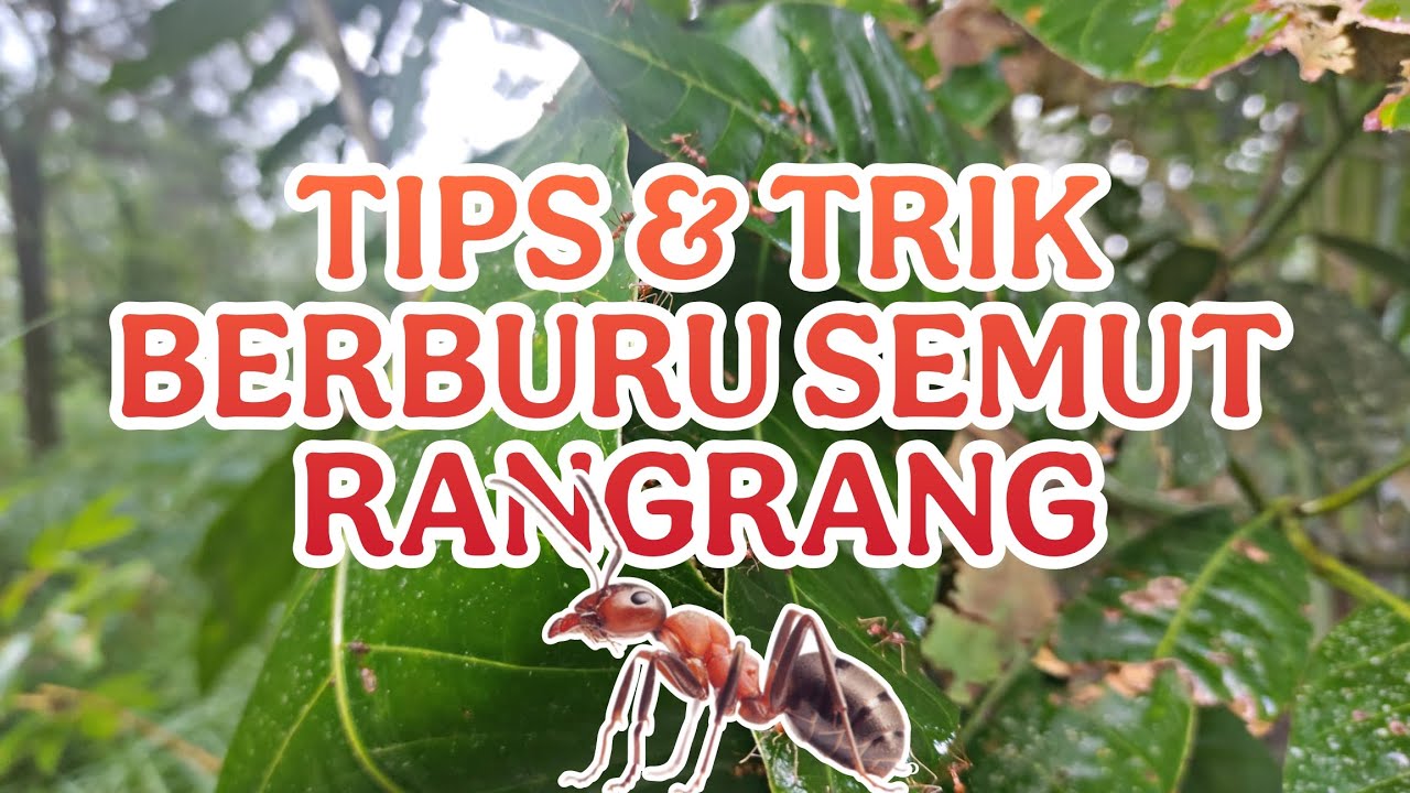 Budidaya Semut Rangrang - YouTube