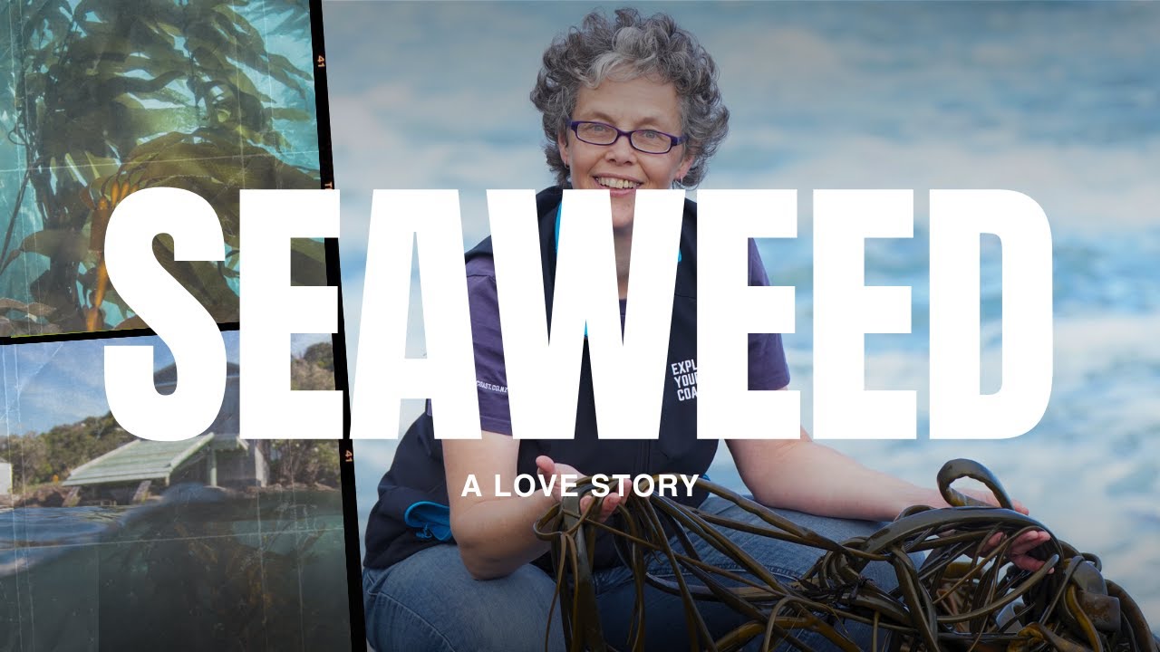 [Official Trailer] SEAWEED, A Love Story - YouTube