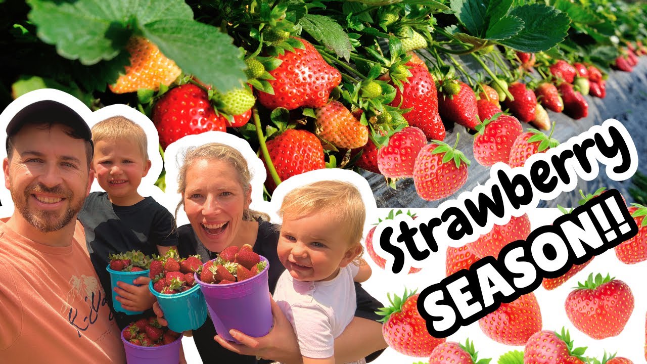 #72. Picking Strawberries at Mooihoek Strawberry farm | Jeffreys bay ...