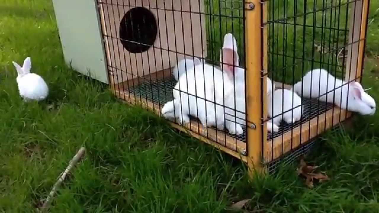 5 week old bunnies - YouTube