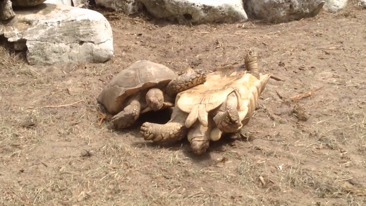 Tortoise Roll Over Accident. - YouTube