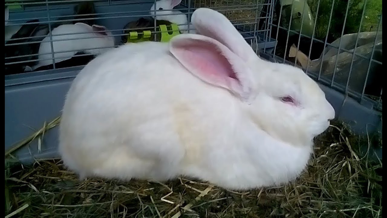 LEPUR I BARDHË !!! - YouTube