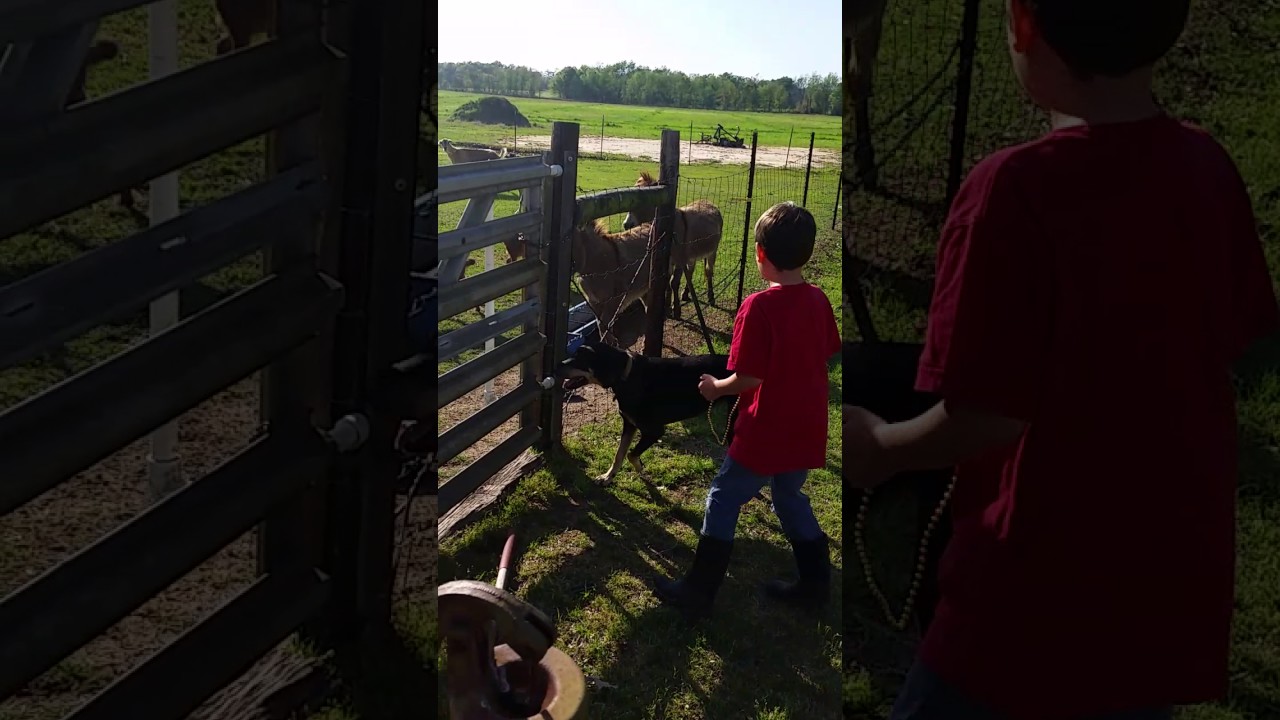 Donkey Fart (Hilarious) - YouTube