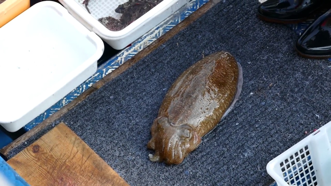 Cutting live Cuttlefish at Sai Kung seafood market Hong Kong - YouTube
