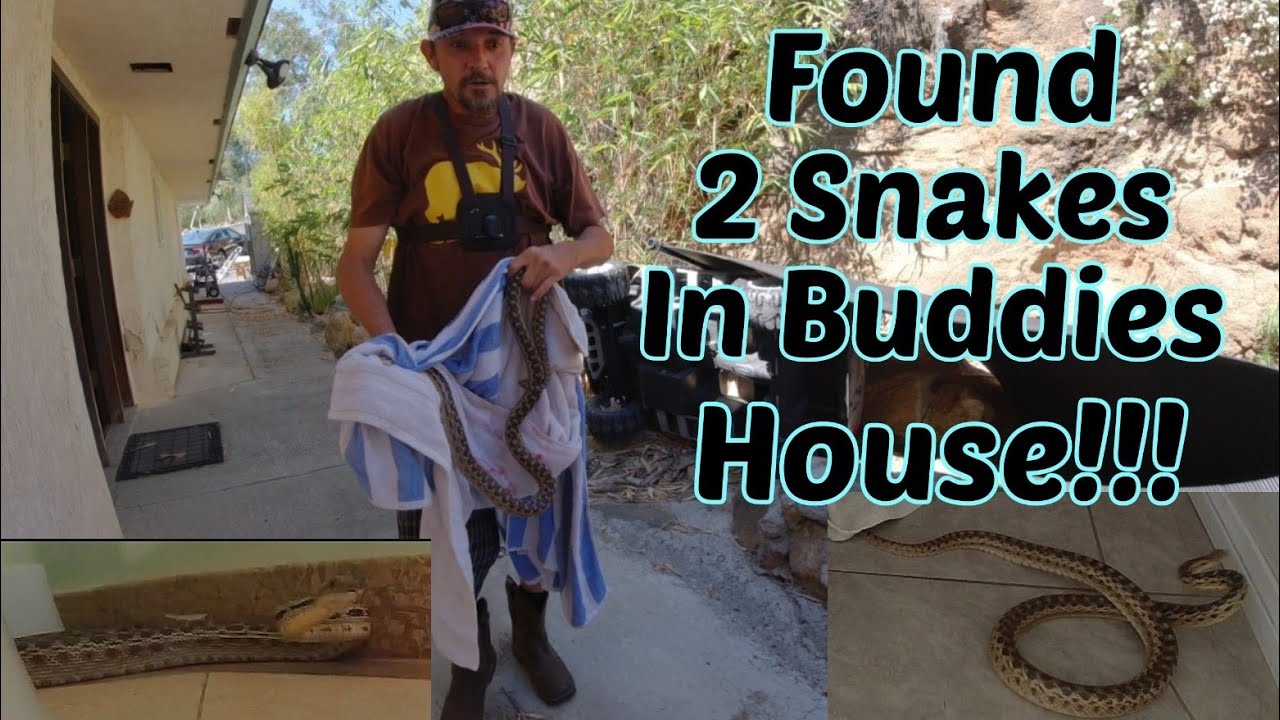Found 2 Snakes in Buddies House!!! - YouTube