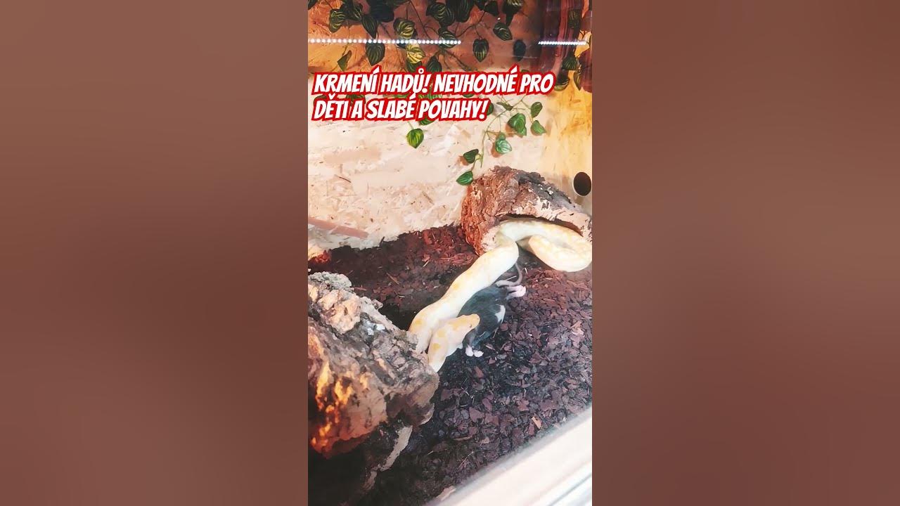 krmení burmese python Nagini a Kiseki#snake #reptiles #animals #python ...