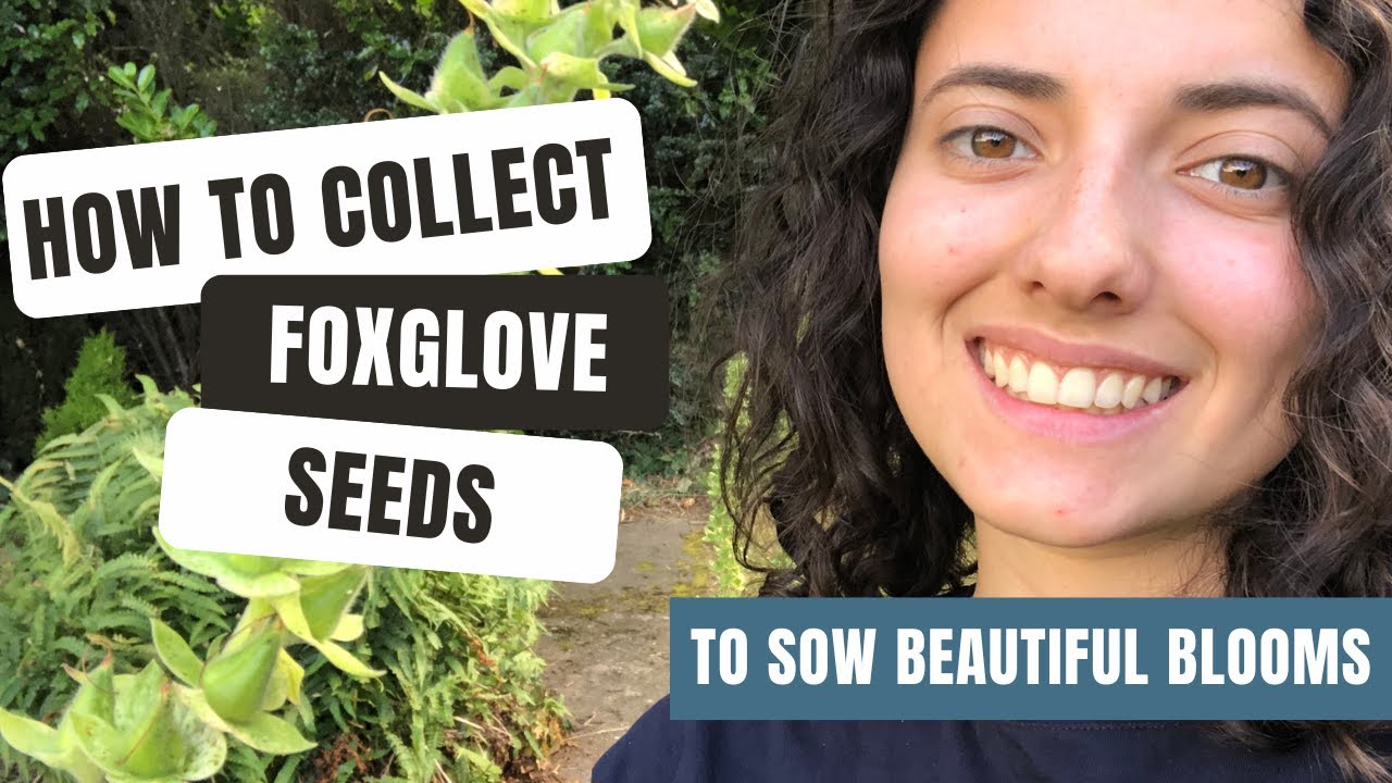 Everything You Need To Know About Collecting Foxglove Seeds - YouTube