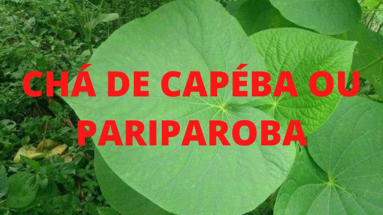 CHÁ DE CAPEBA PROTETOR SOLAR - YouTube