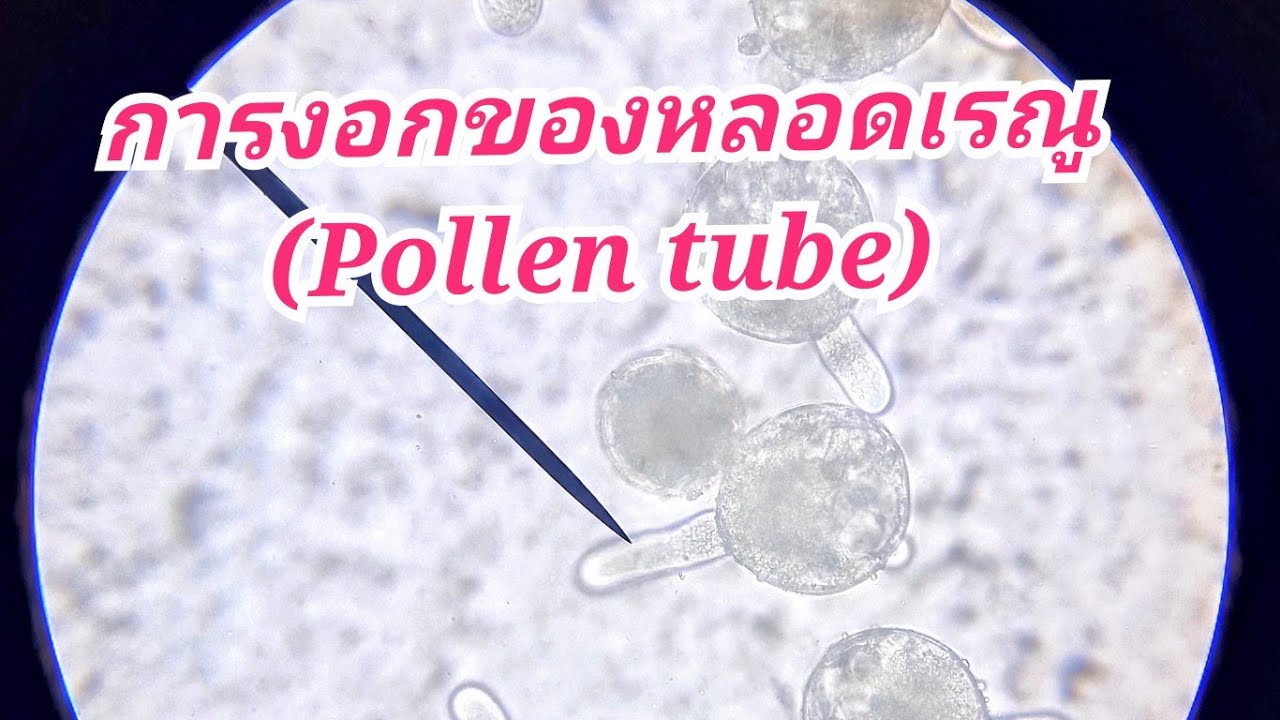 การงอกของหลอดเรณู (Pollen tube)(Lab pollen tube) - YouTube