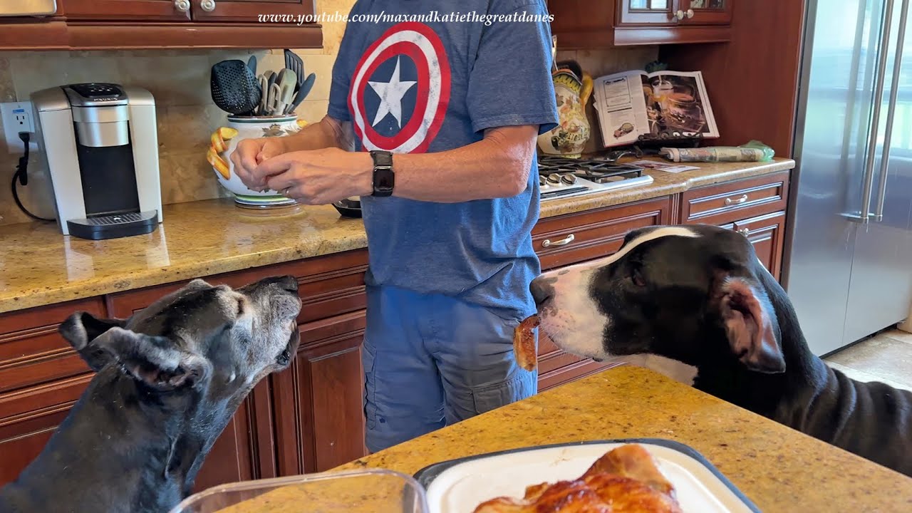 Funny Fast Great Dane Gets Busted For Counter Surf Chicken Swipe - YouTube