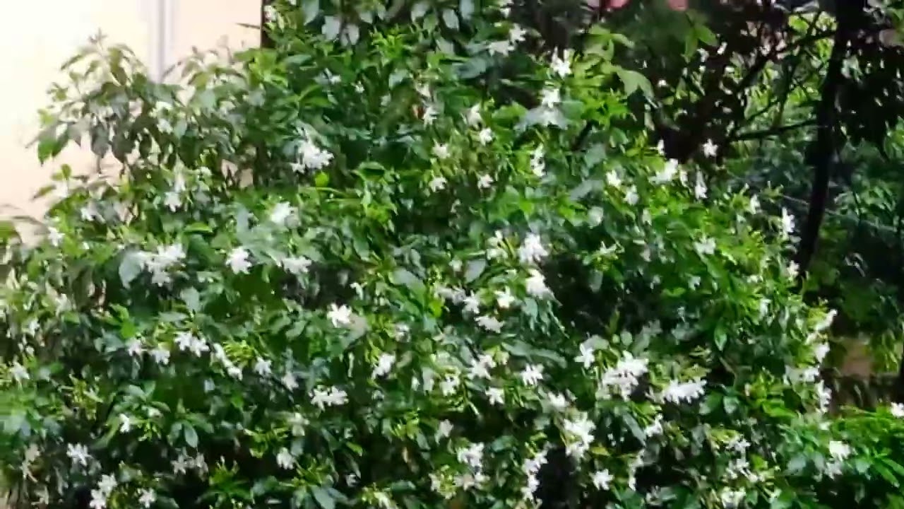 चान्दनी का फूल !! chandani ka phool keisa hota hai indian flowers - YouTube