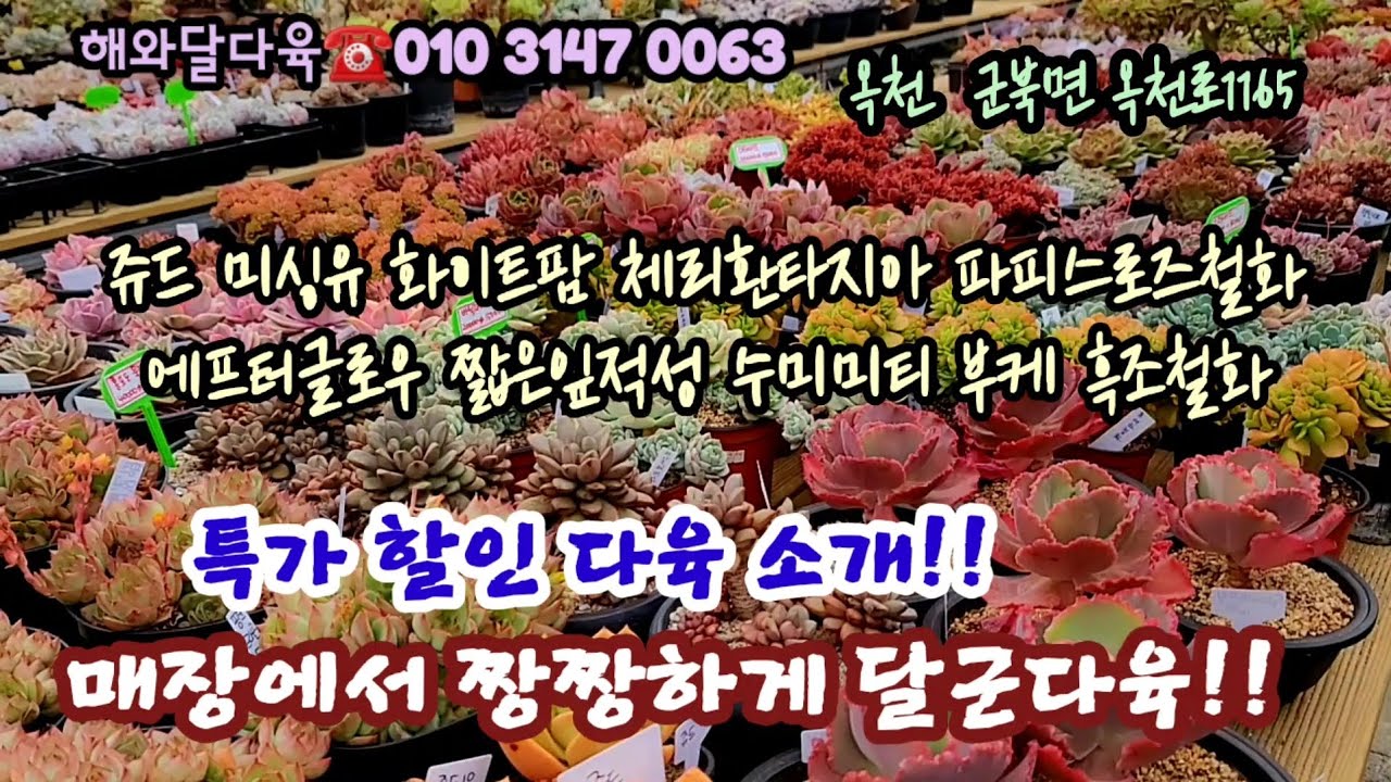 짱짱하게 달군 군생다육 특가할인소개화이트팜 파피스로즈철화 짧은잎적성 흑초철화 수미미티등 3천다육부터 다양하게 대품도유료광고