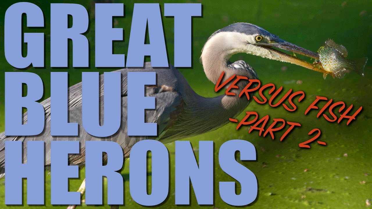 GREAT BLUE HERONS vs FISH Part 2 - Vischer Ferry Nature Preserve - YouTube