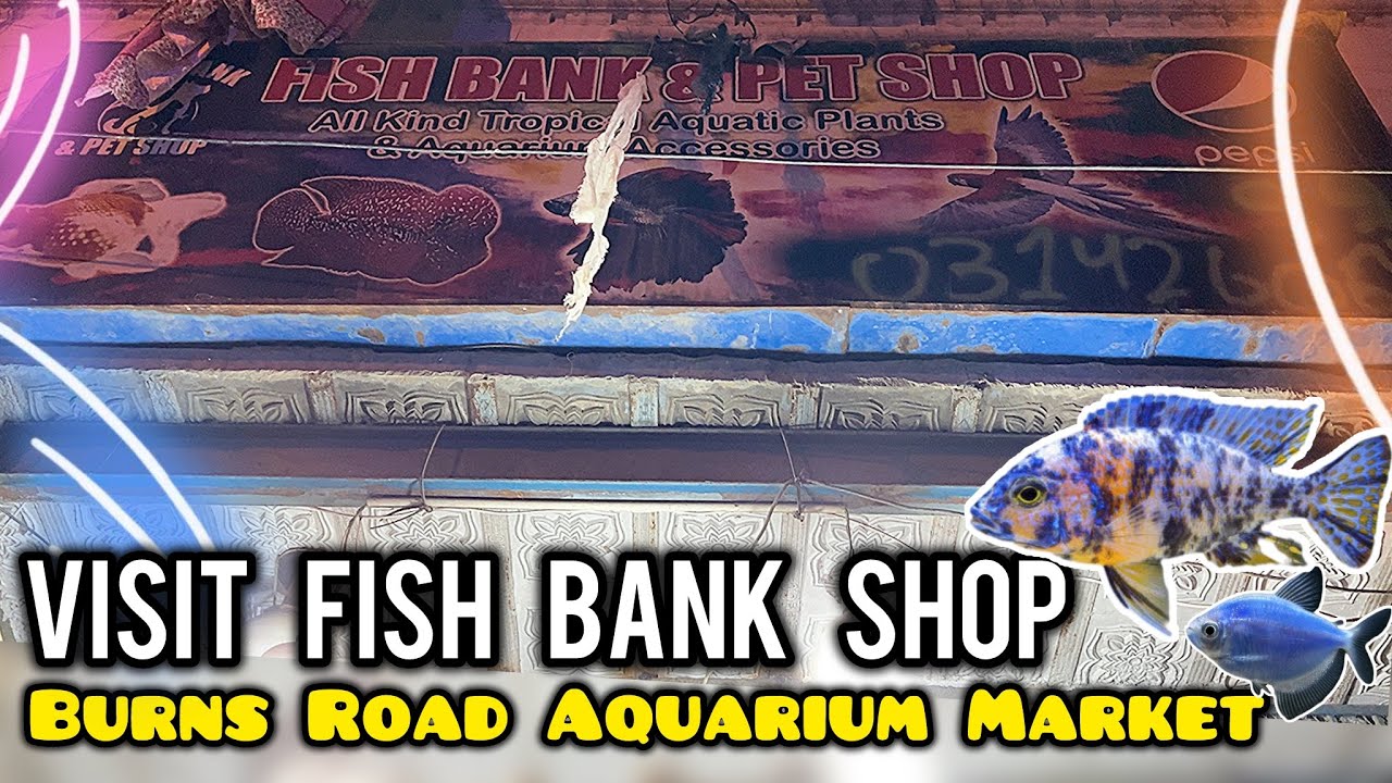 Visit FISH BANK Shop BURNS ROAD Aquarium Market | Latest Fish ...