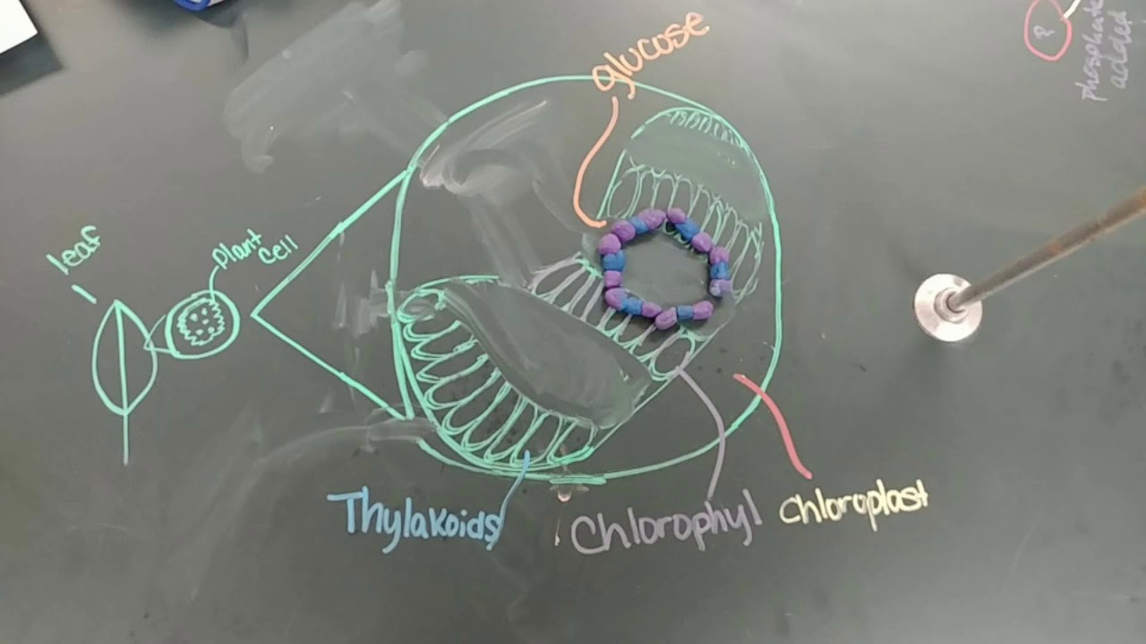 Stop Motion Video of Photosynthesis and Cellular Respiration 2nd period ...