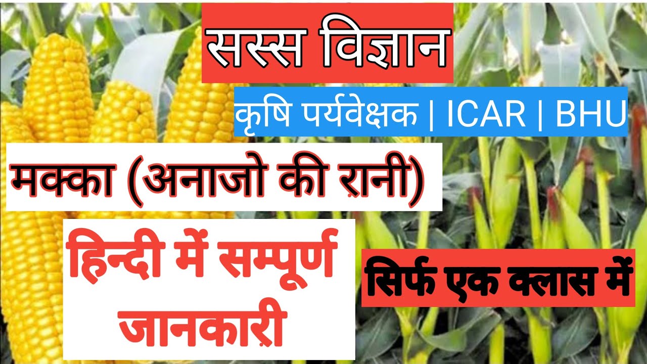 Makka Cultivation | मक्का की खेती की सम्पूर्ण जानकारी हिंदी में- सस्स ...
