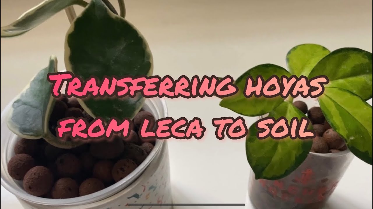 Transferring Hoya Krimson Queen and Australis Lisa from Leca to Soil ...