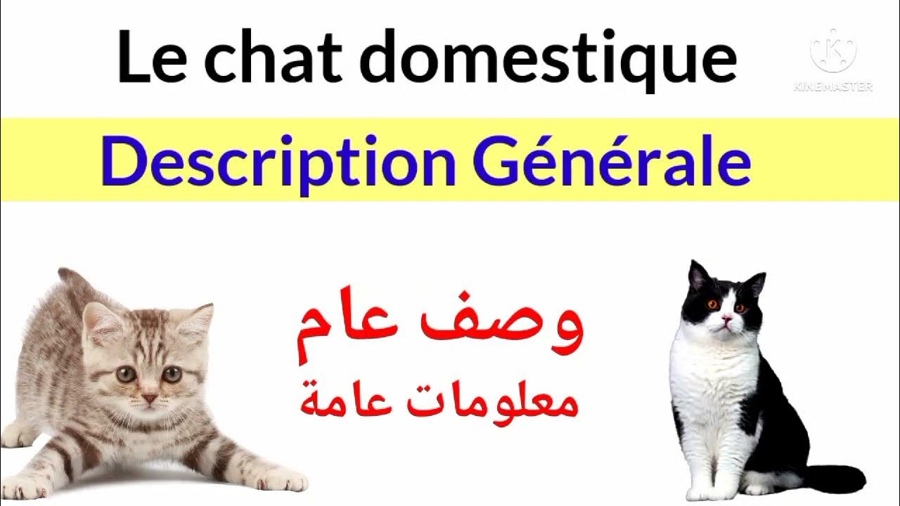 Décrire le chat domestique - YouTube