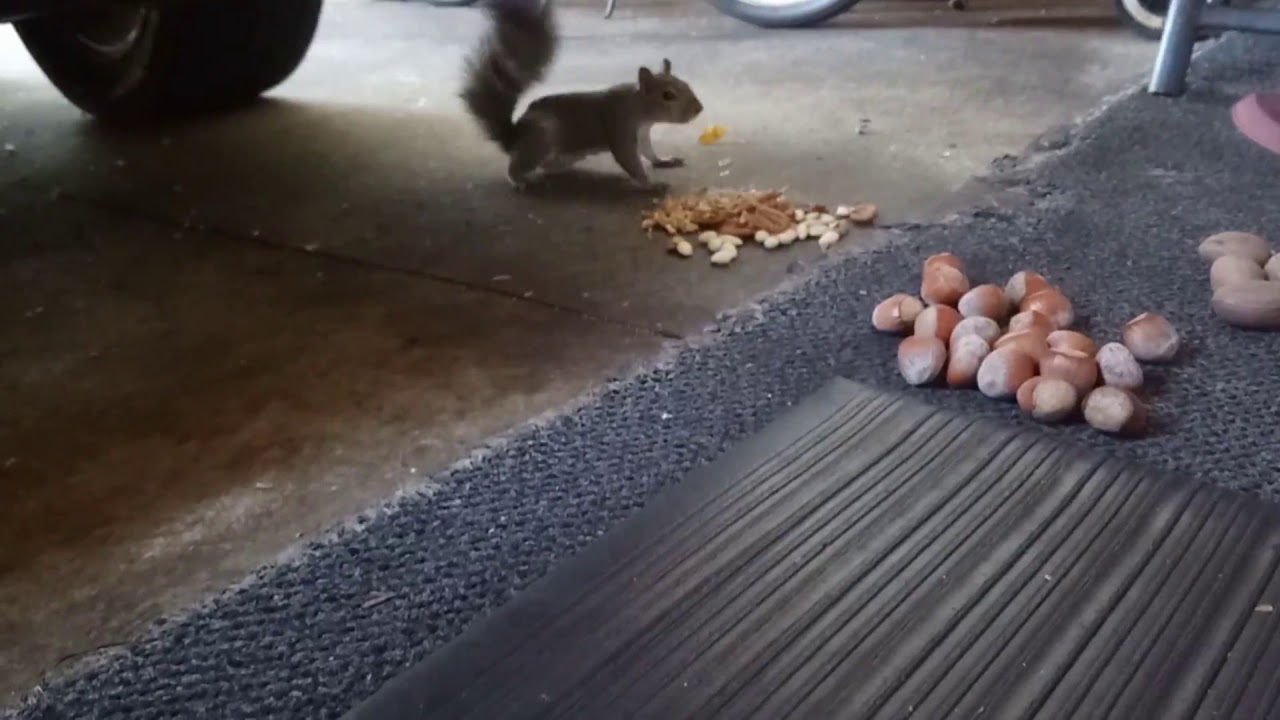 Saturday Squirrels - YouTube