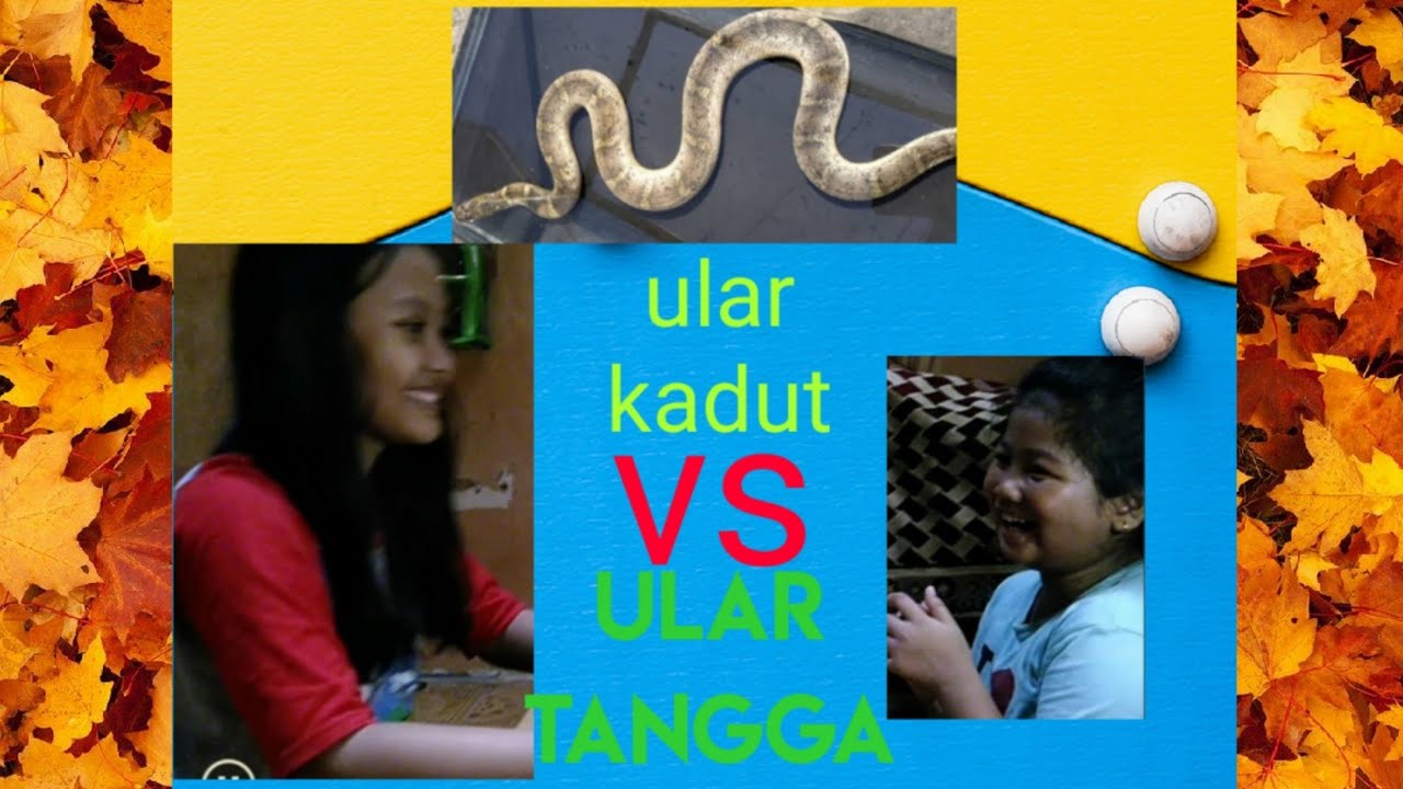 Ular kadut vs ular tangga - YouTube