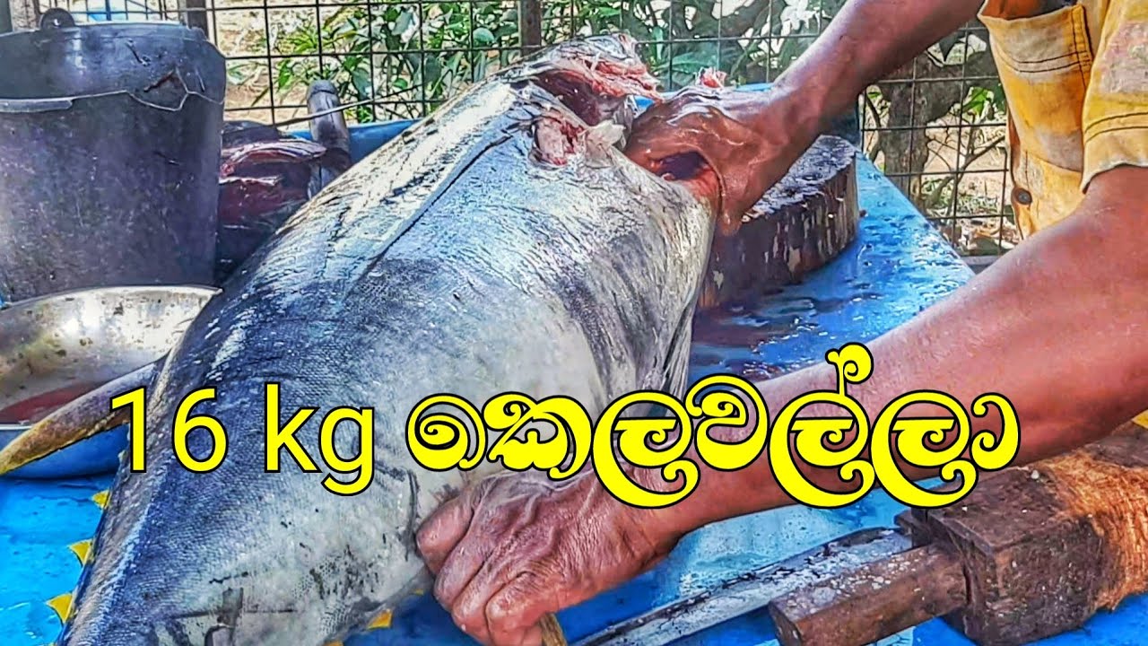 16kg Big Fish - කිලෝ 16 කෙලවල්ලා - YouTube