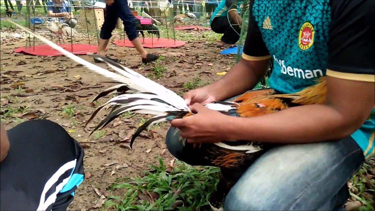 Ayam Ratu nampak Ja' gok ( kelihatan Cantik ,comel ) dalam Pertandingan ...