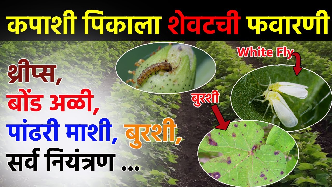 कपाशी शेवटची फवारणी कोणती घ्यावी ? | Kapus shevatchi favarni | कापूस ...