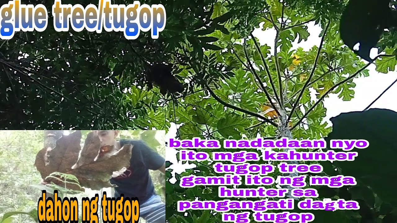 Pangunguha ng pulot ng tugop / glue tree - YouTube