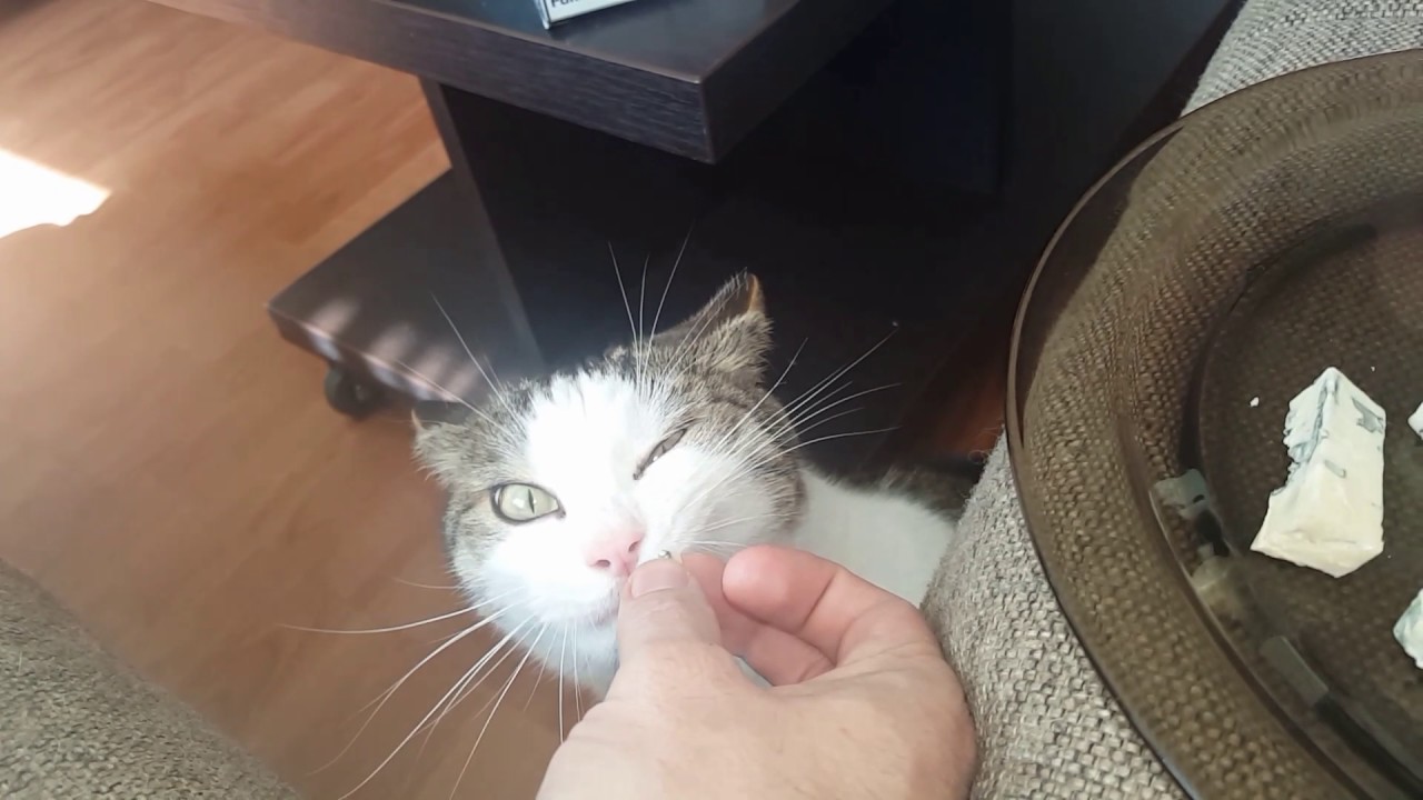 cat vs blue cheese - YouTube