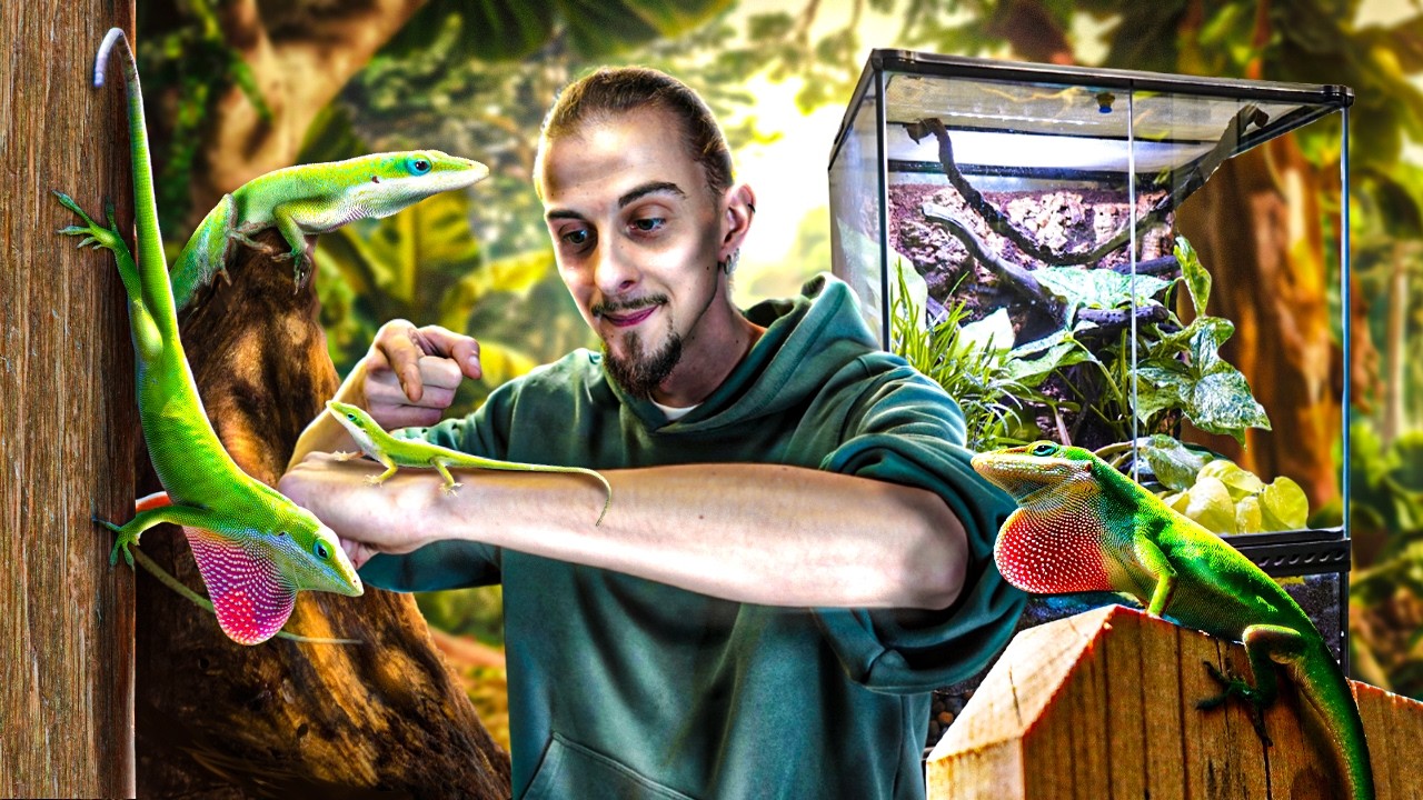 Je réalise un TERRARIUM TROPICAL pour mon ANOLIS CAROLINENSIS ! [ MES ...